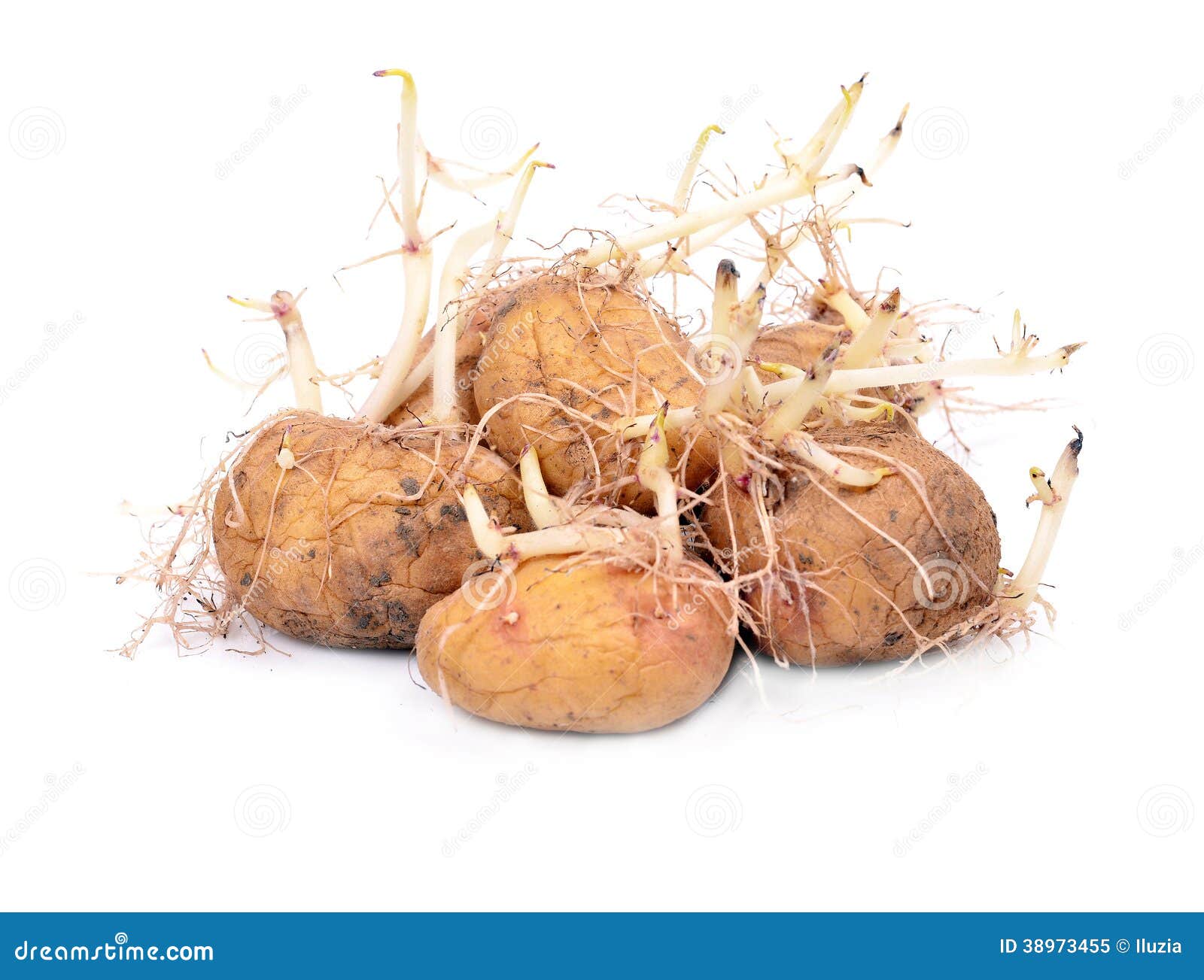 Sprouting potatoes stock image. Image of growing, seed - 38973455