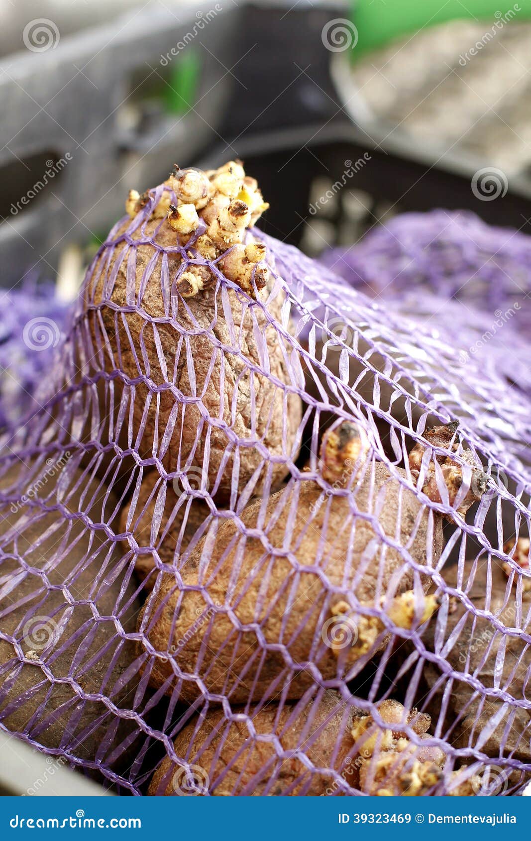 Sprouting Potatoes stock image. Image of tiller, produce - 39323469
