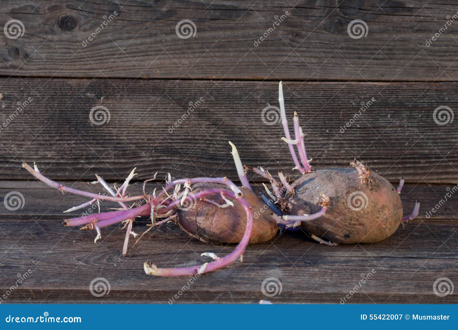 Sprouting potatoes stock image. Image of seedling, nature - 55422007