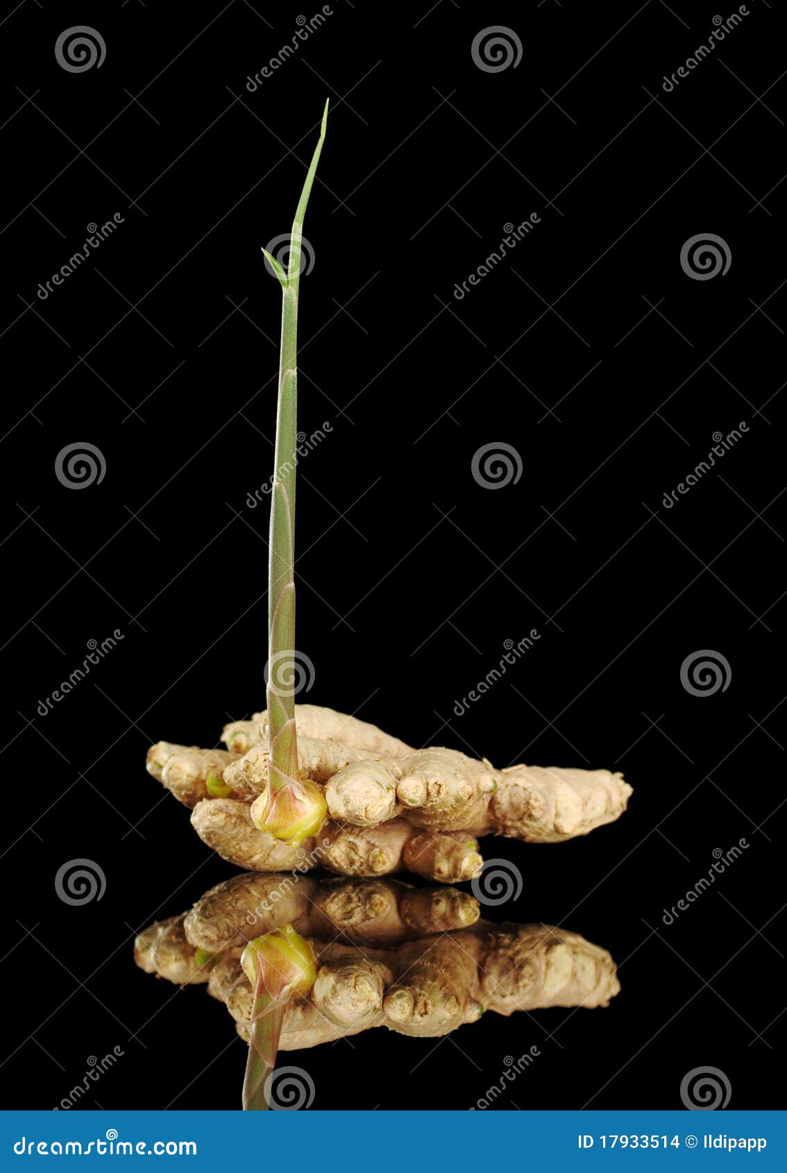Sprouting Root Ginger stock photo. Image of green, health - 17933514