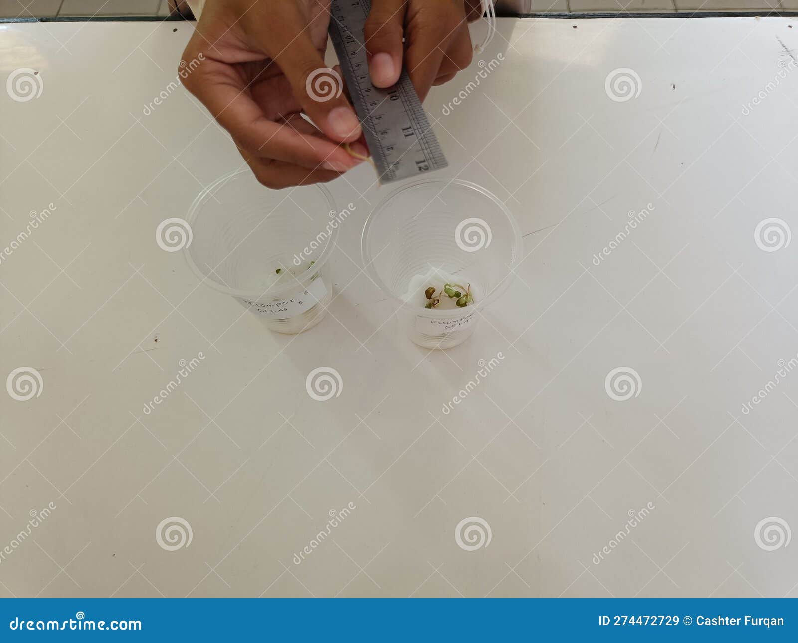 Sprouting Science: How Mung Beans Teach Students about Life and Growth ...