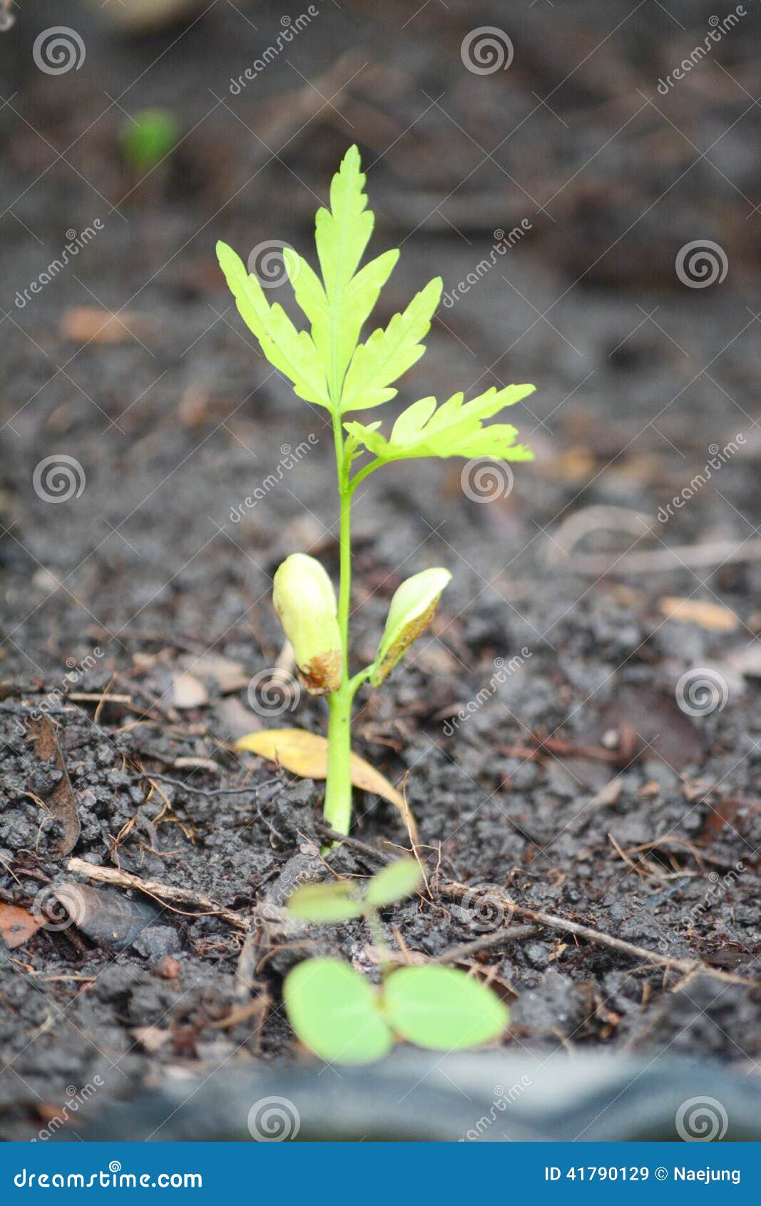 Sprouting seed stock image. Image of development, environment - 41790129