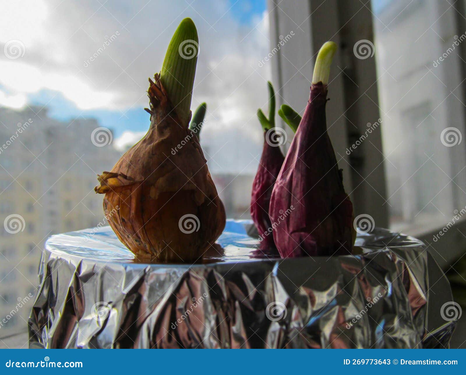 Sprouting seed onion stock image. Image of garden, nature - 269773643