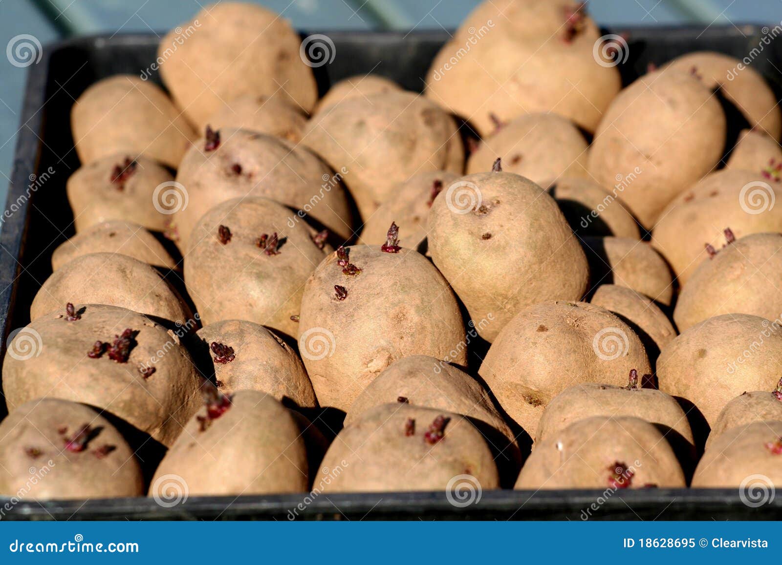 Sprouting Seed Potatoes in Tray for Planting. Stock Image - Image of ...