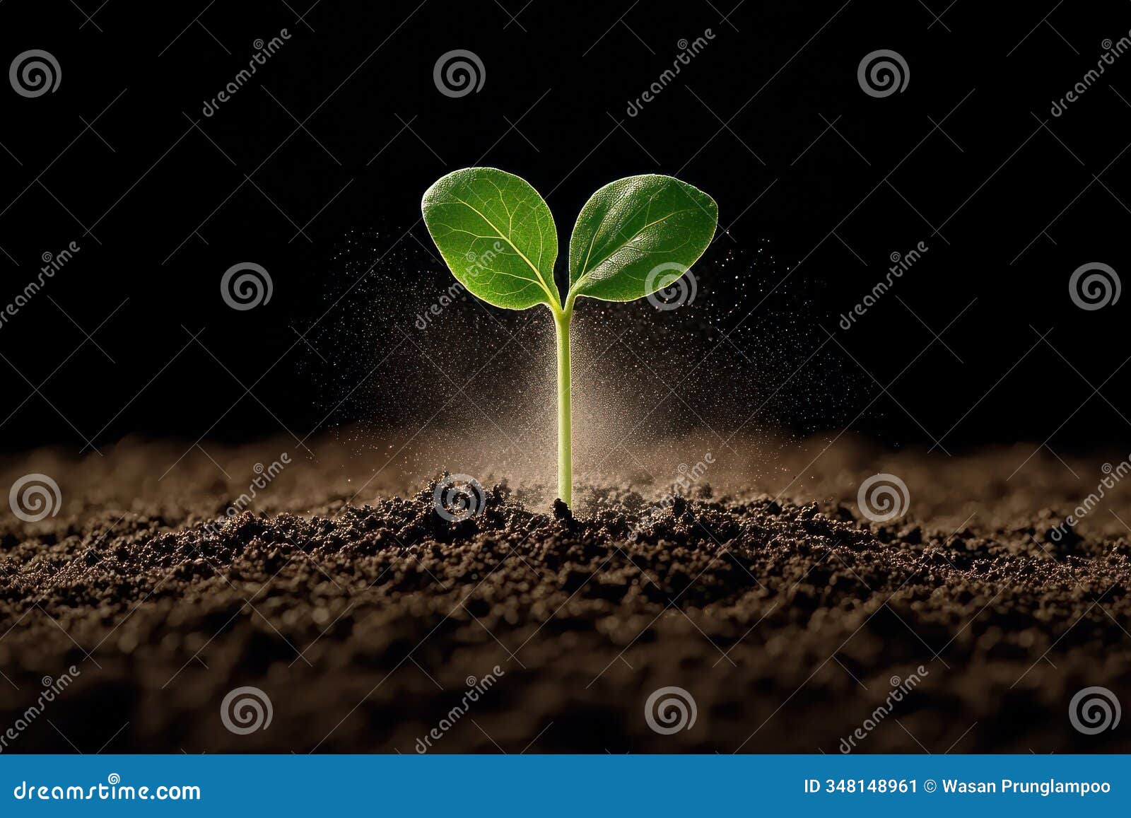 A Seedling Emerging From The Soil, Its Fragile Green Shoot Reaching For ...
