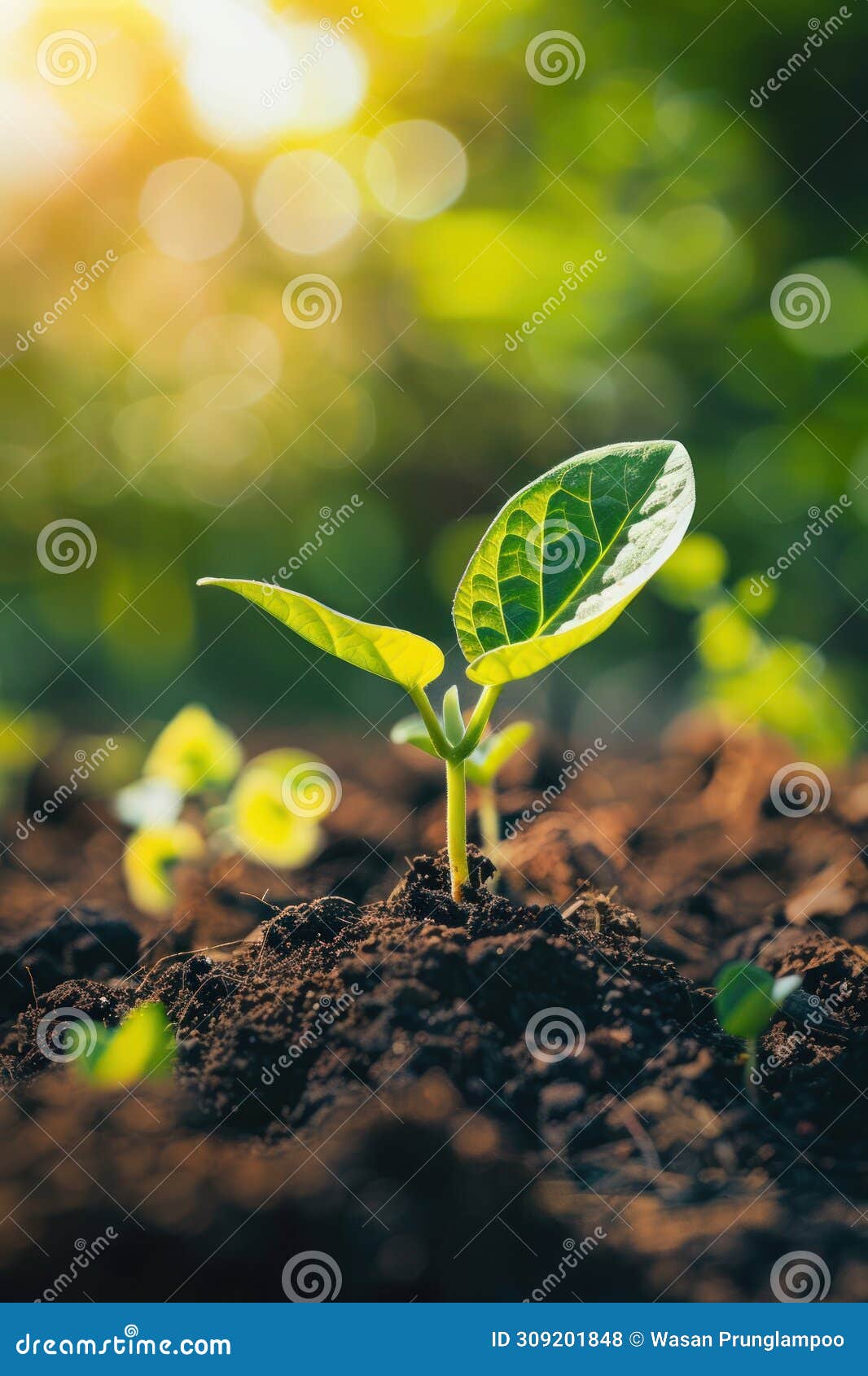 A Sprouting Seedling in Rich Soil Bathed in Sunlight Illustrating the ...