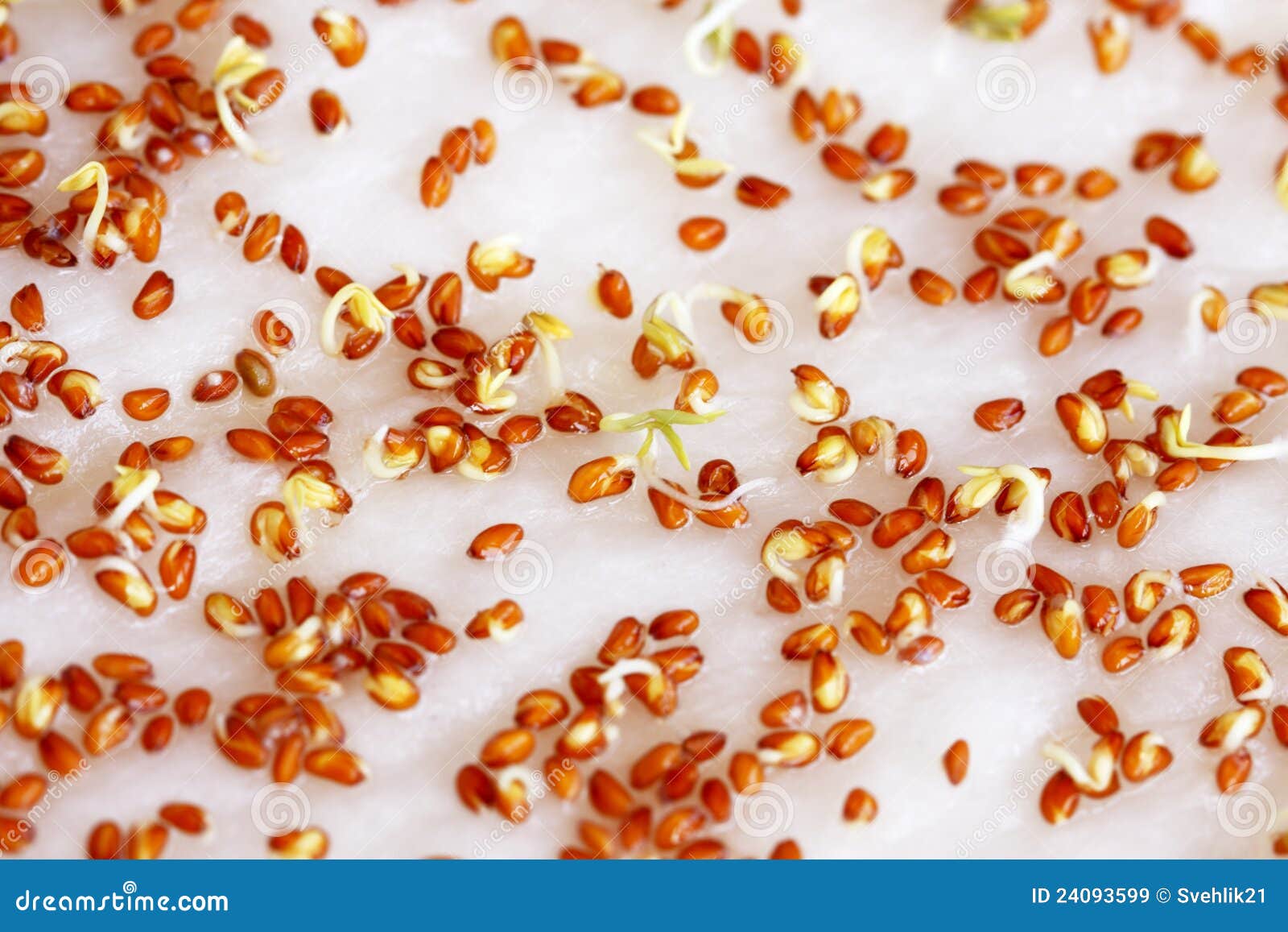 Sprouting seeds stock image. Image of seedling, close - 24093599