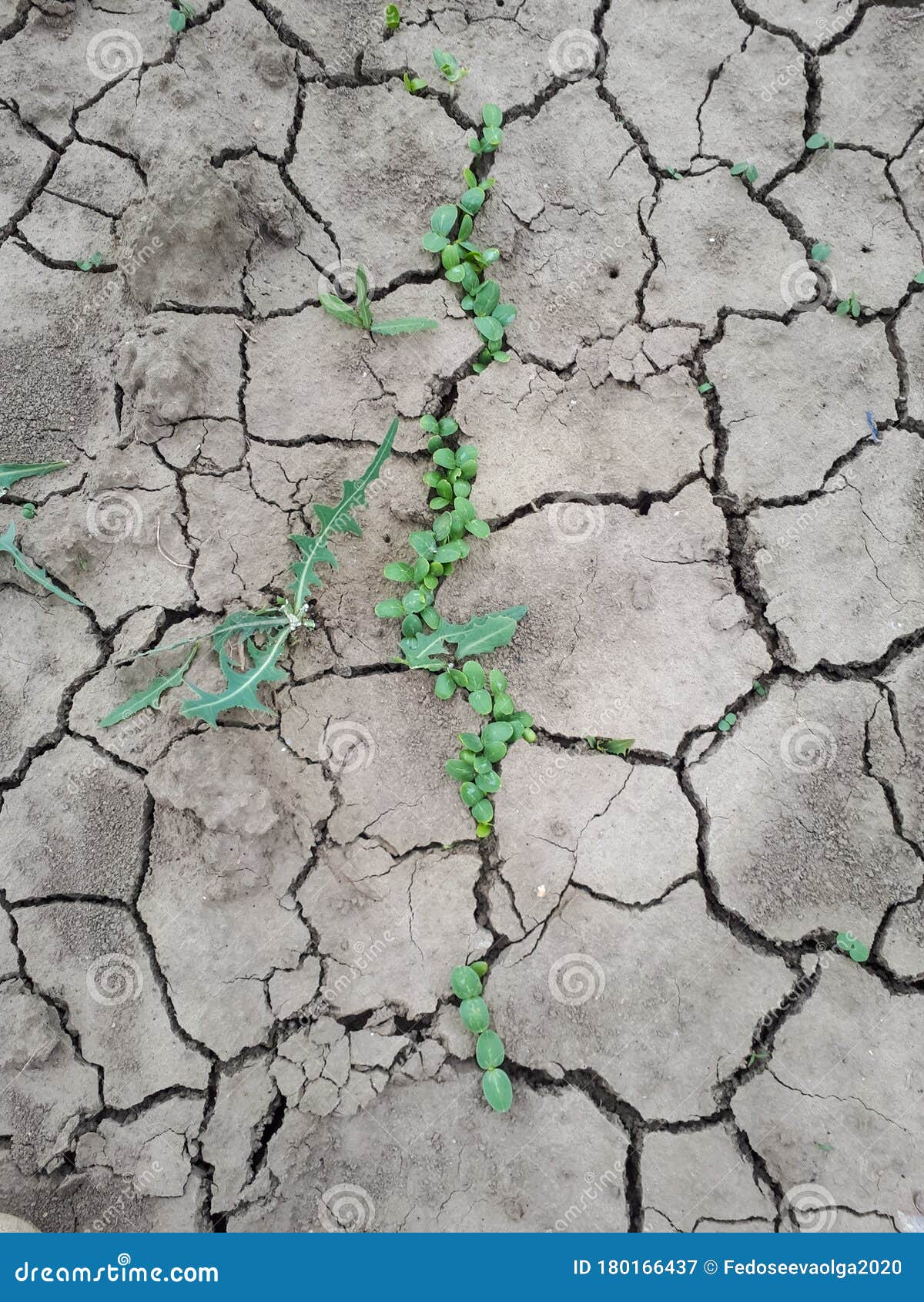 Sprouting Seeds on Bed. Plant Shoots Stock Image - Image of sprouts ...
