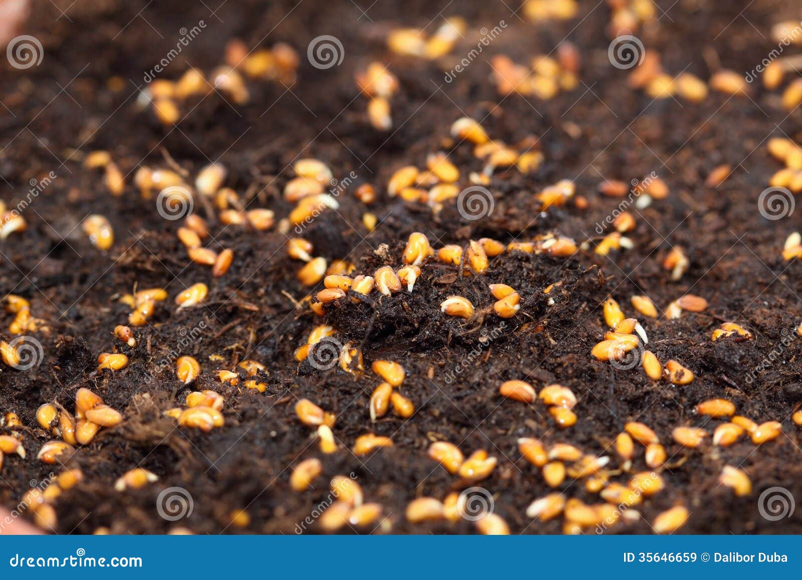 Sprouting seeds of cress stock image. Image of horizontal - 35646659