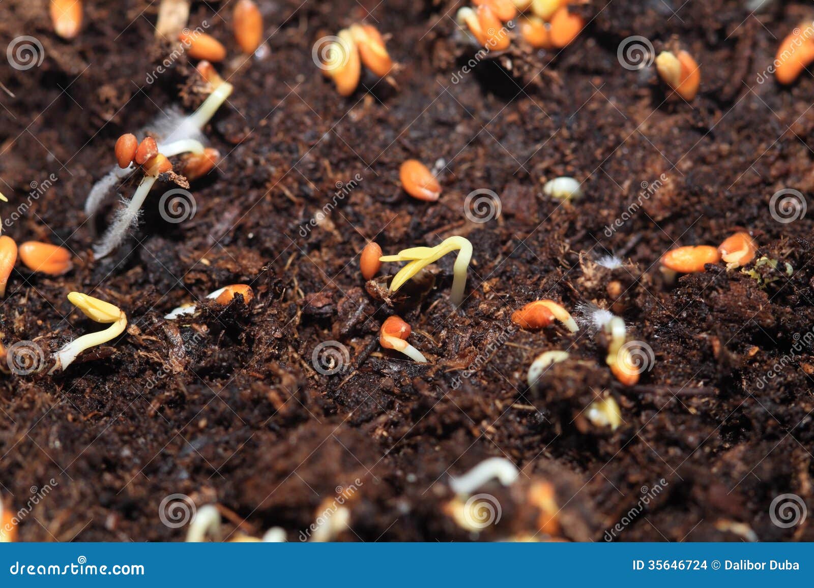 Sprouting seeds of cress stock photo. Image of herbs - 35646724