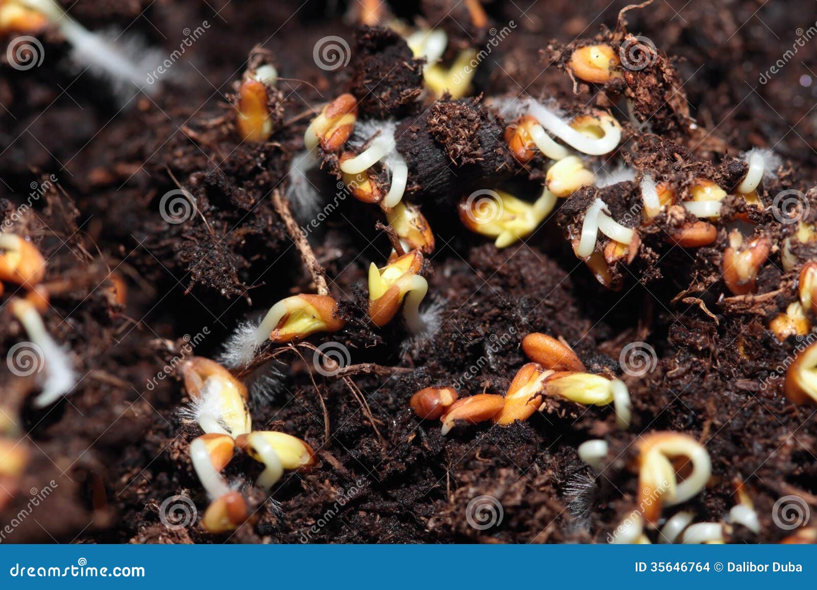 Sprouting seeds of cress stock photo. Image of plant - 35646764