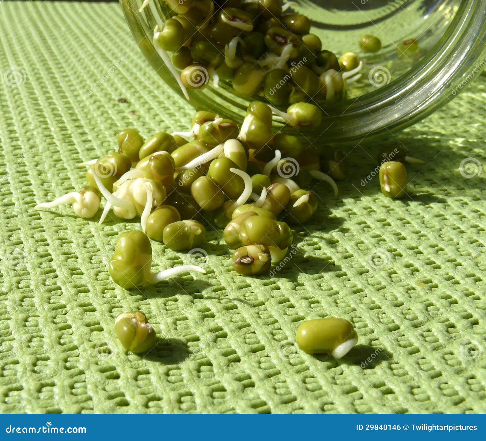 Sprouting seeds stock photo. Image of sprouting, vegetarian - 29840146