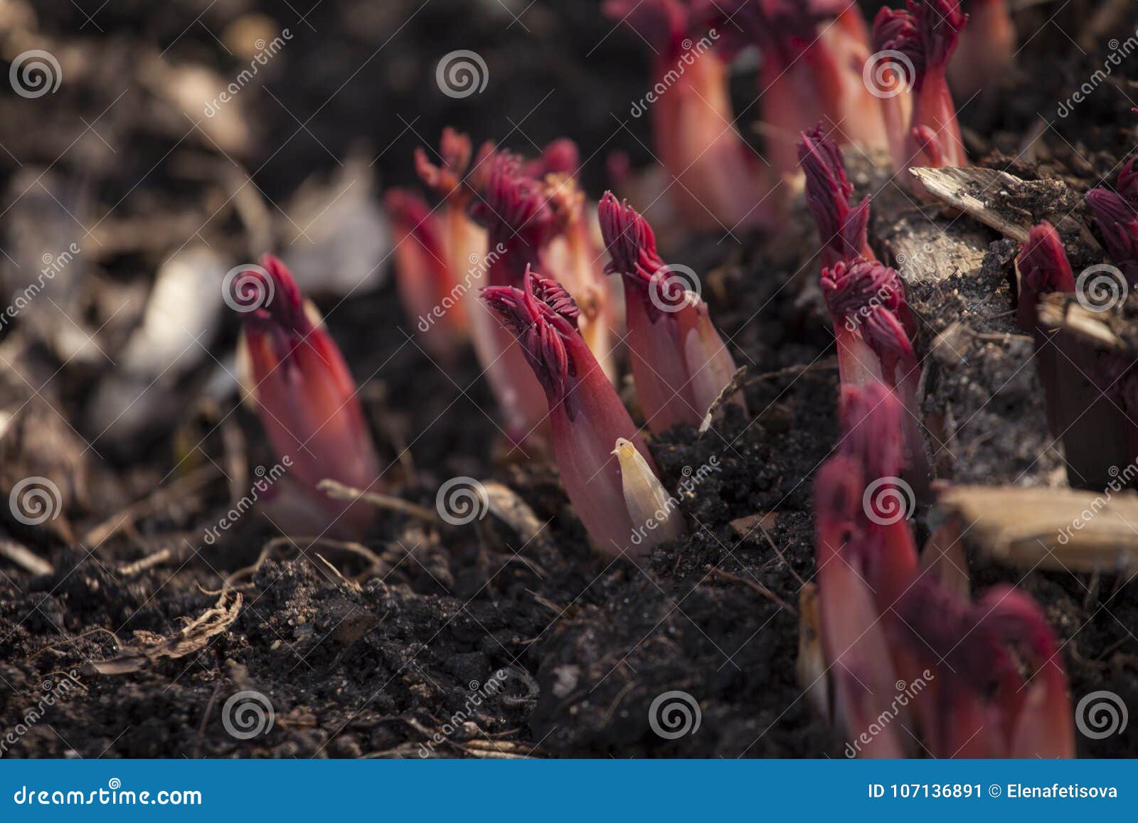 Sprouting Shoots of Plants from the Soil in Spring Stock Image - Image ...