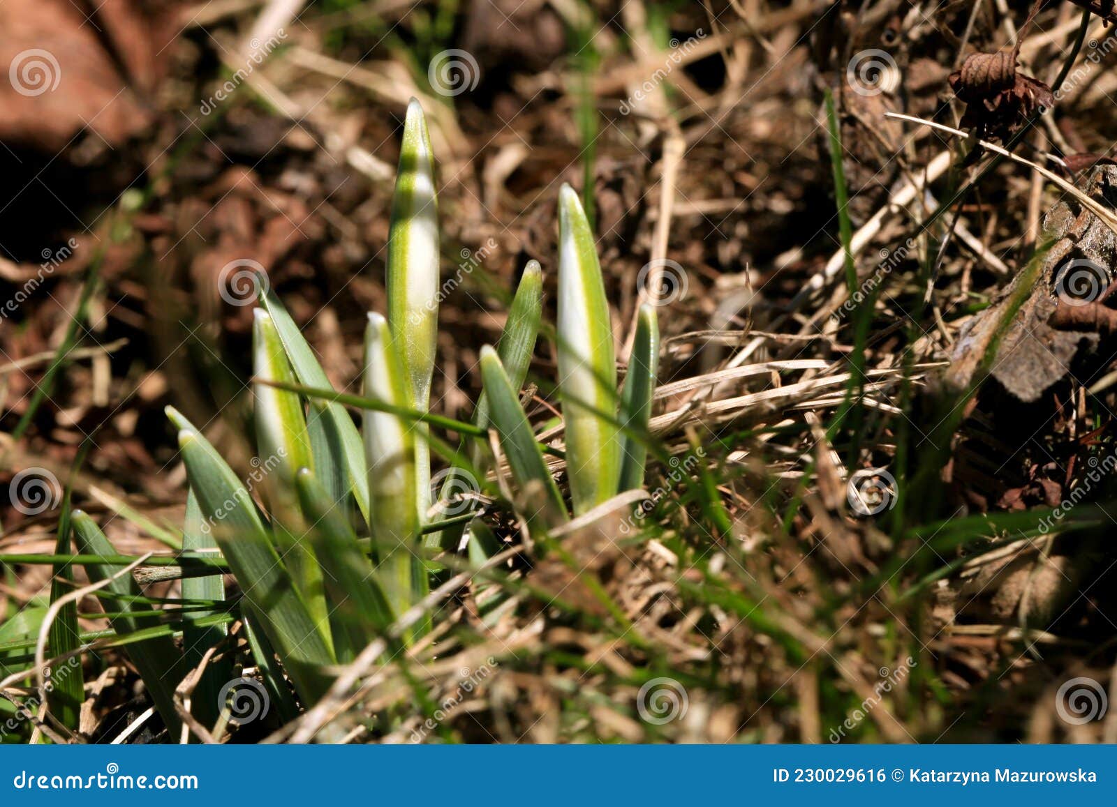Sprouting Snowdrops. Symbol and Sign of Spring. the First Spring ...