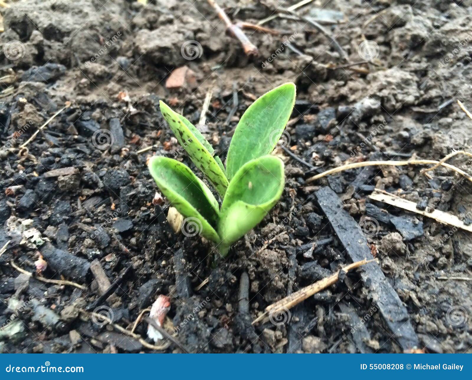 Sprouting in Spring stock photo. Image of sping, herb - 55008208