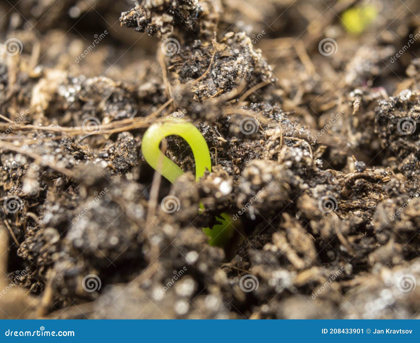 Sprouting Sprout of Grass Macro Stock Image - Image of seed, plant ...