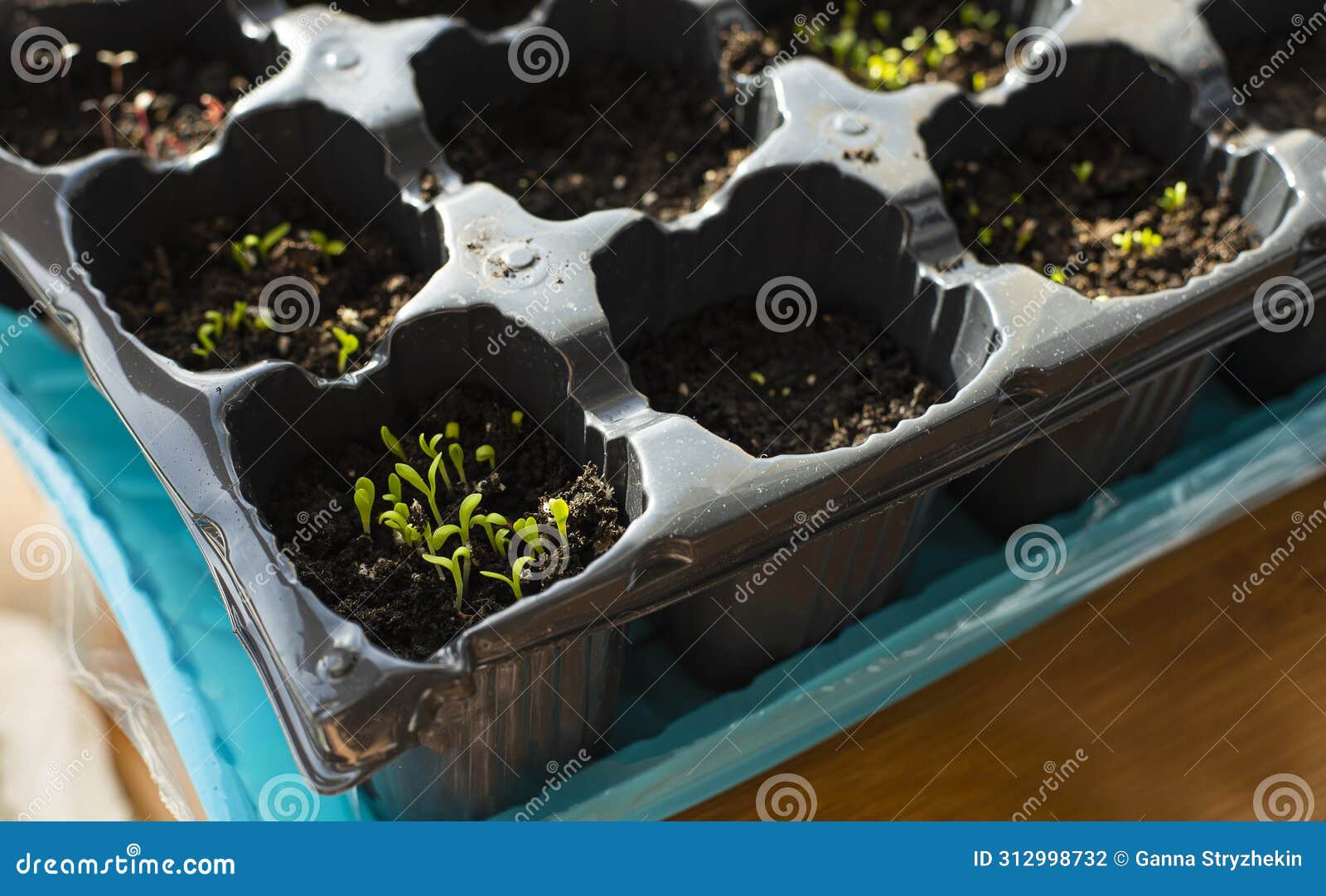 Sprouting Sprouts of Seedlings in a Container. Stock Photo - Image of ...