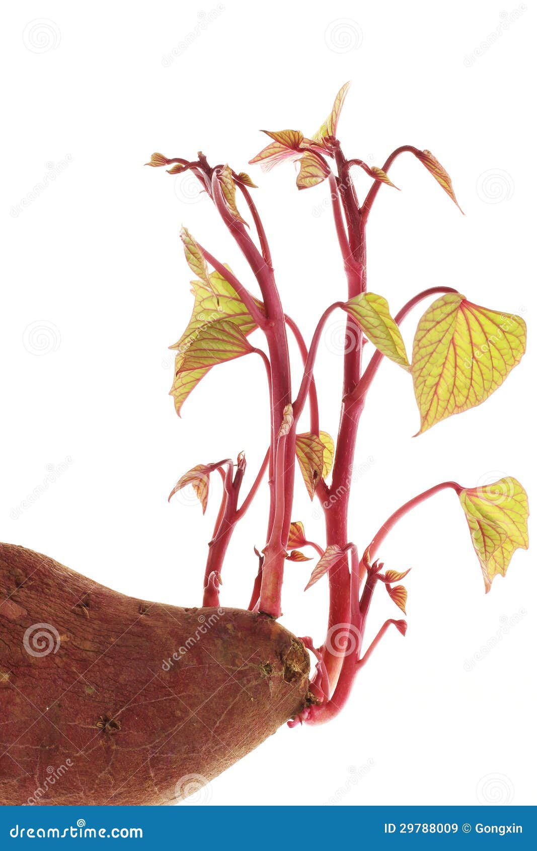 Germination of Sweet Potatoes Stock Image - Image of agriculture ...