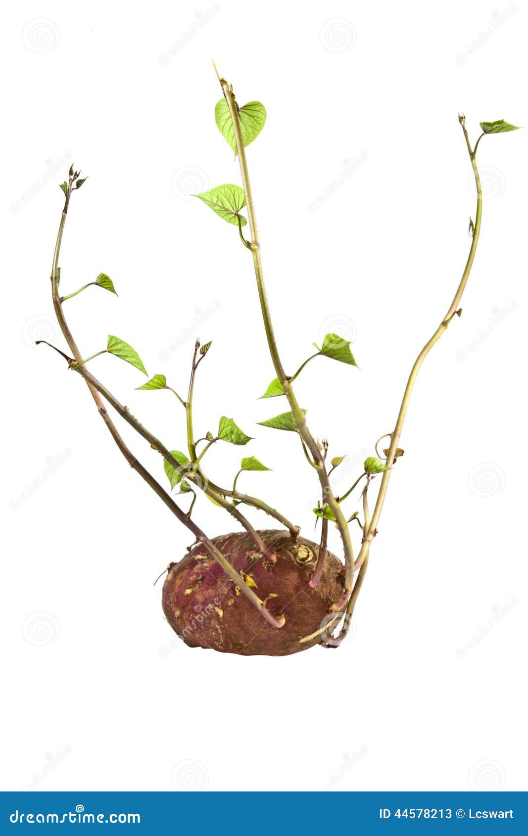 Sprouting Sweet Potato Plant Ready for Planting Stock Image - Image of ...