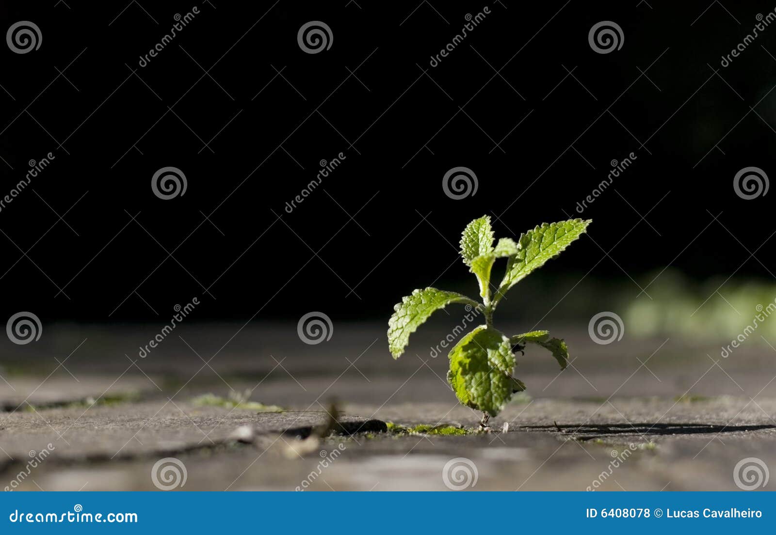 Sprouting tree stock photo. Image of cement, agriculture - 6408078