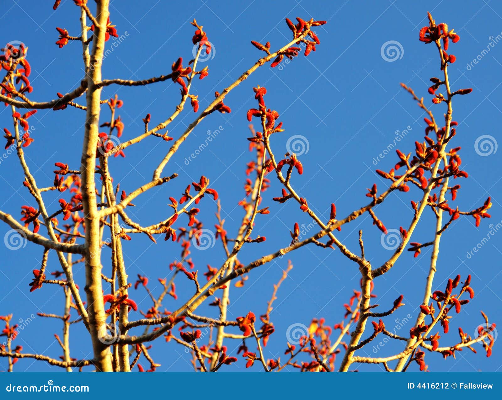 Sprouting tree branches stock photo. Image of tree, park - 4416212