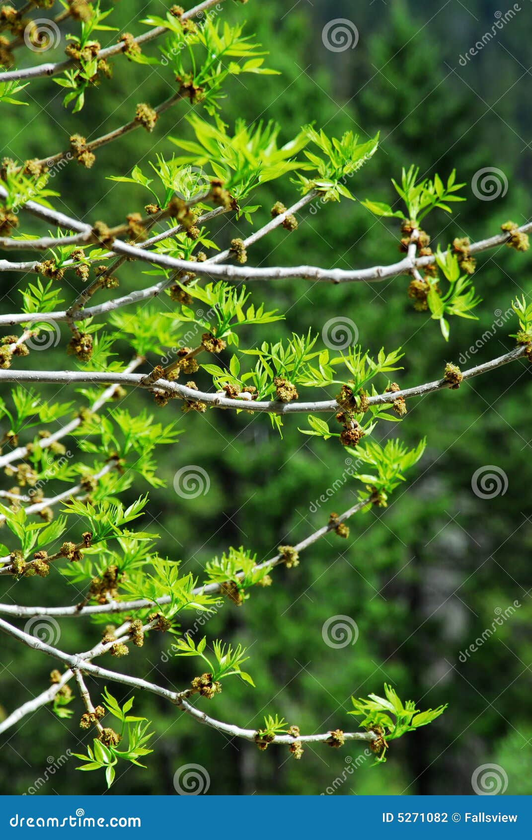 Sprouting tree branches stock photo. Image of green, limbs - 5271082