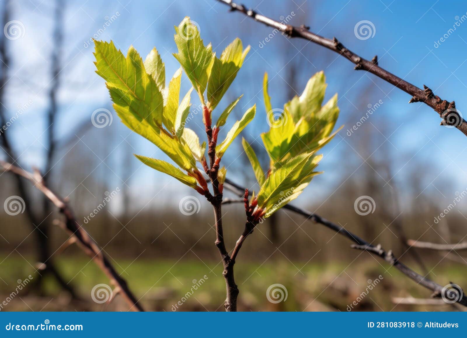 Sprouting Tree with Buds and New Leaves in Springtime Stock Photo ...