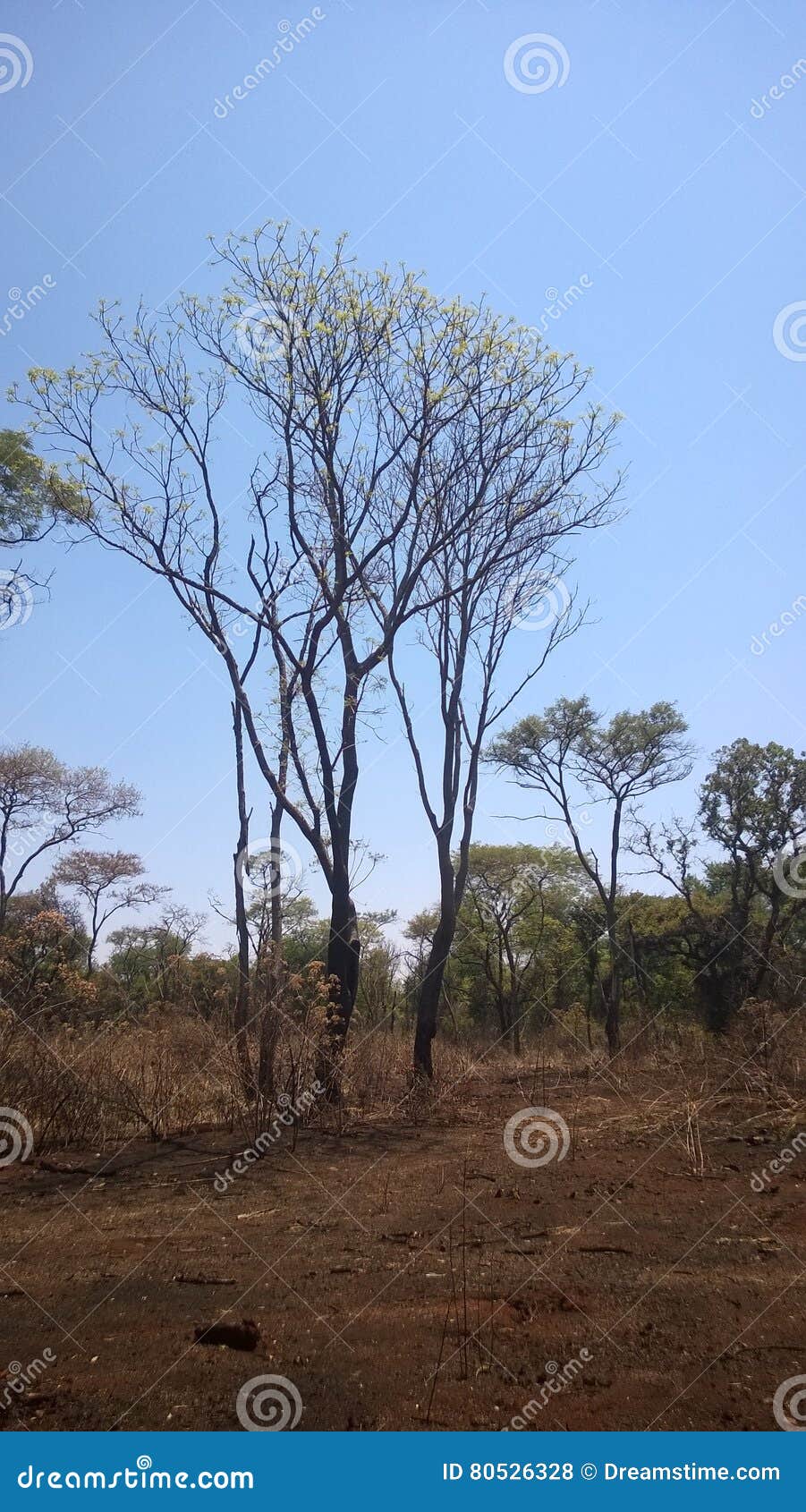 Sprouting Tree stock photo. Image of burnt, branch, tree - 80526328