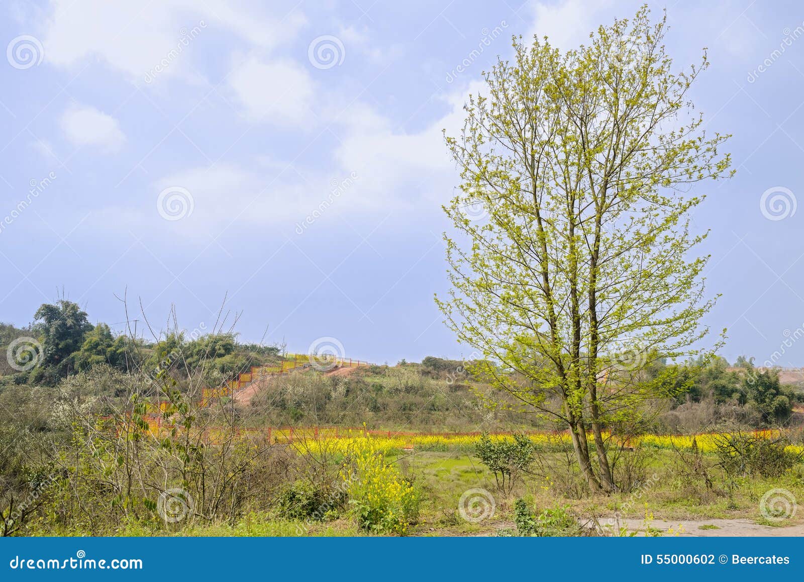 Sprouting Tree before Flowering Fields at Sunny Spring Noon Stock Photo ...