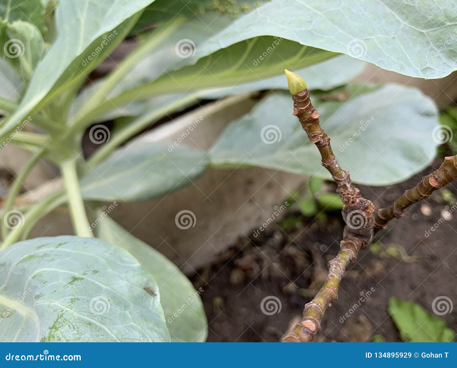 Sprouting of the Tree`s Growth Progress Stock Image - Image of farm ...