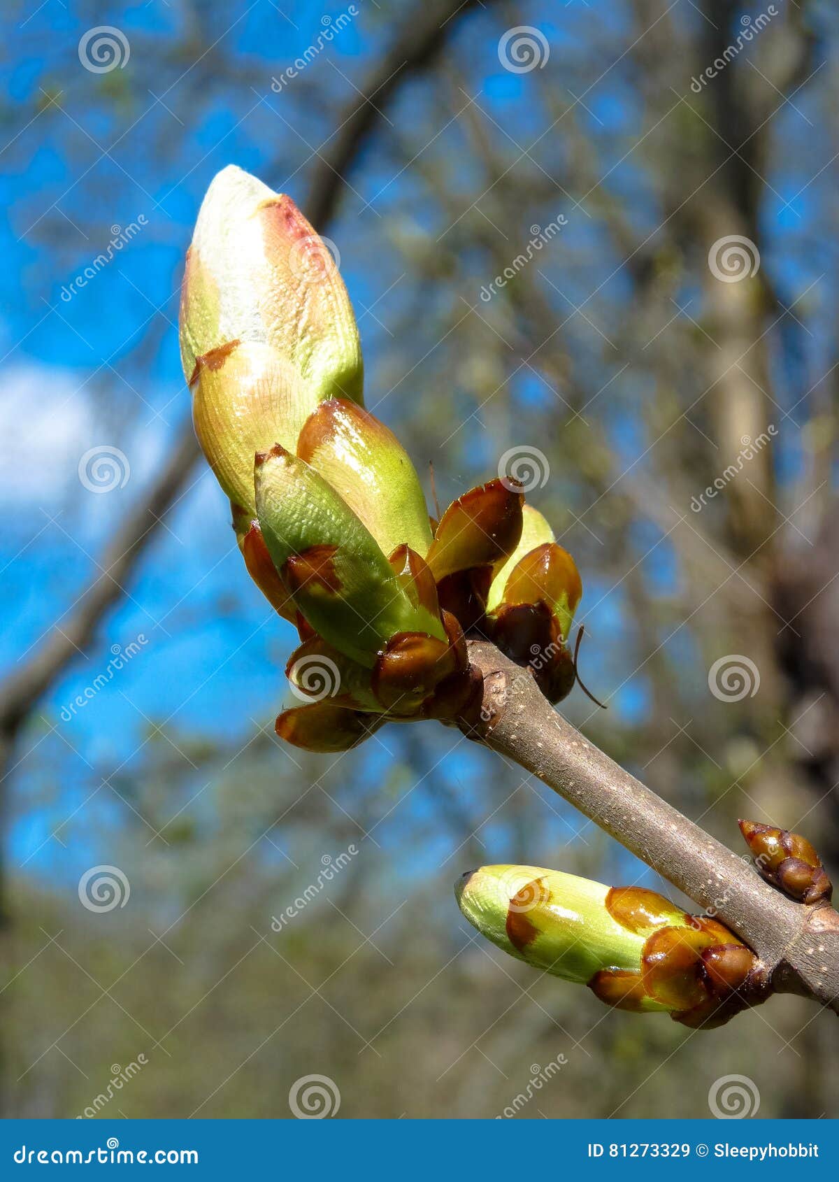 Sprouting tree stock image. Image of closeup, grow, orchard - 81273329