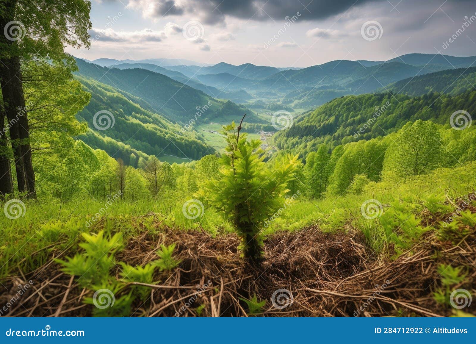 Sprouting Tree Sprouts in Forest Setting, with View of Rolling Hills ...