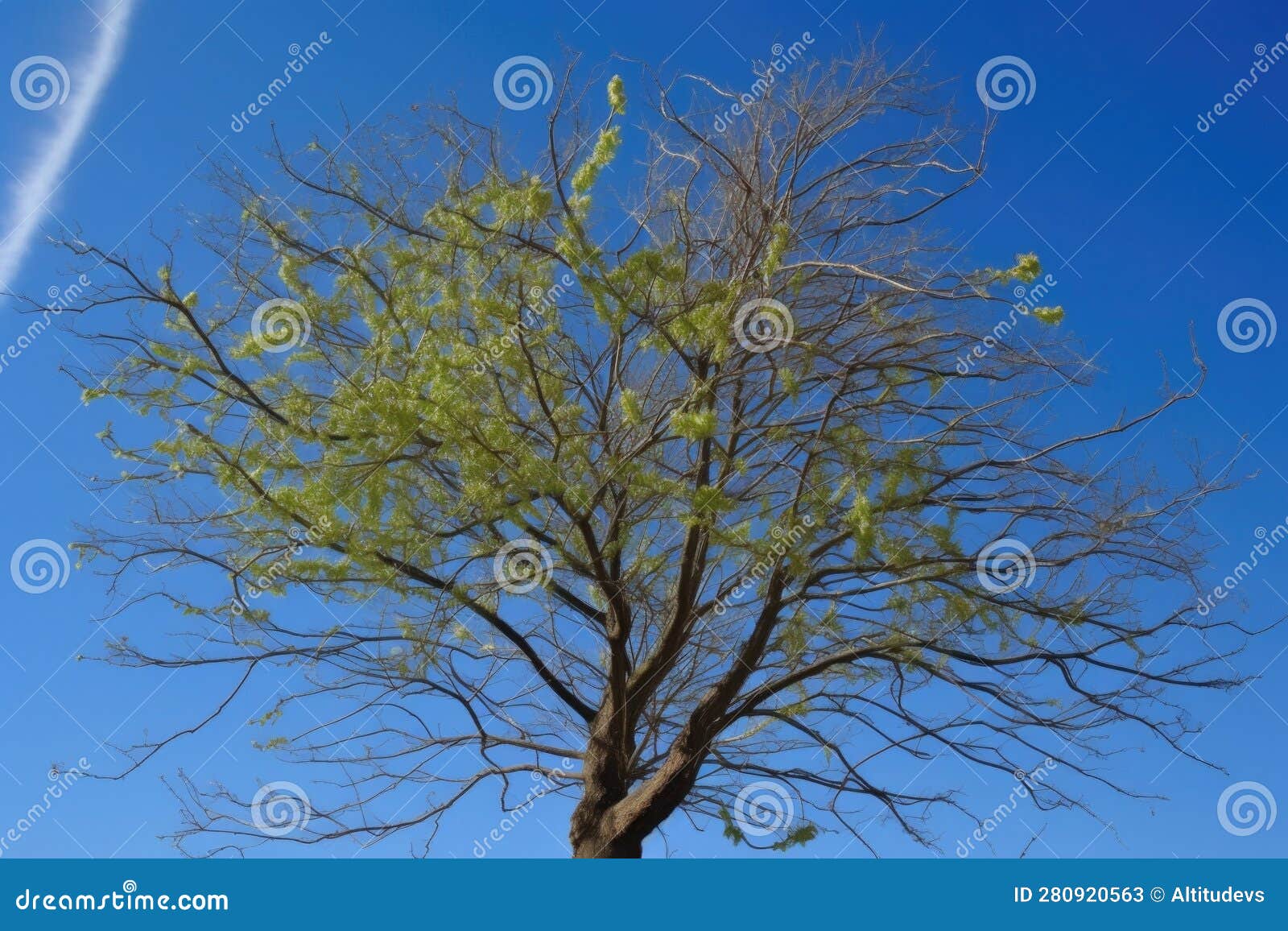 Sprouting Tree with Wispy Leaves and Blue Sky in the Background Stock ...