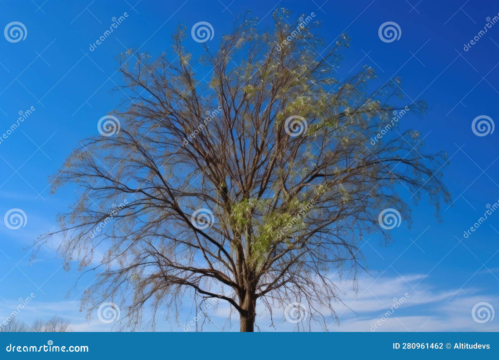 Sprouting Tree with Wispy Leaves and Blue Sky in the Background Stock ...