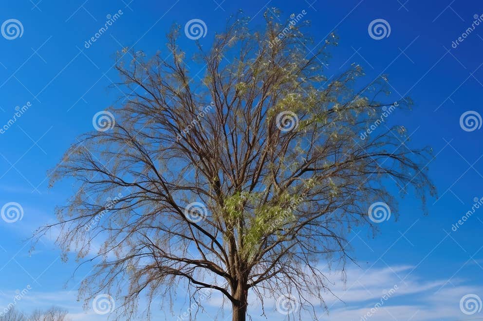 Sprouting Tree with Wispy Leaves and Blue Sky in the Background Stock ...