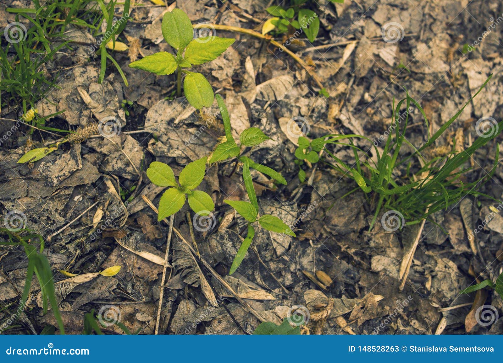 Sprouting Trees in a Spring Forest Stock Image - Image of field, apple ...