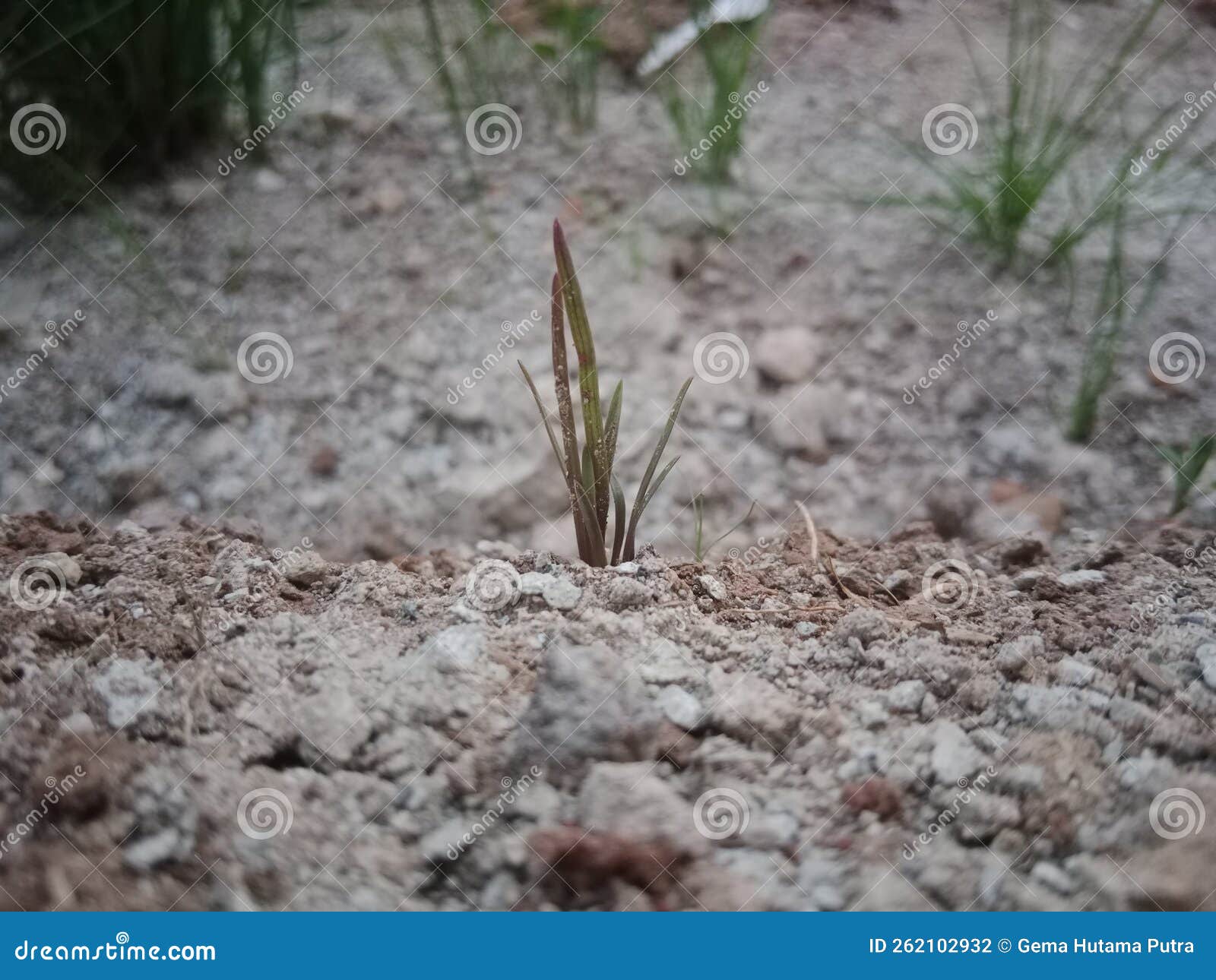 Sprouting weed on Dry Land stock photo. Image of sprouting - 262102932