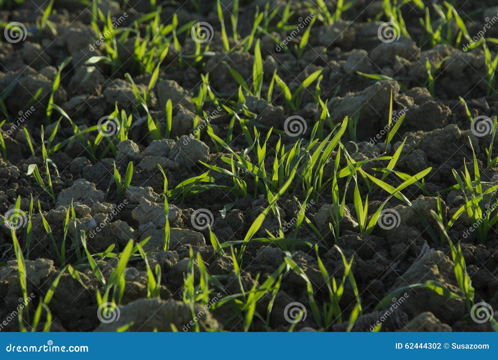 Sprouting Wheat in the Field Stock Photo - Image of plants, detail ...