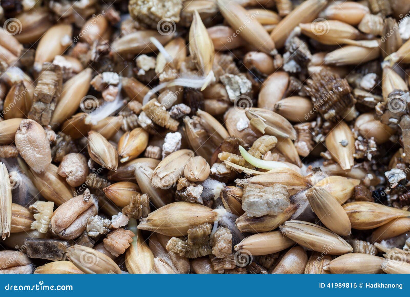 Sprouting wheat seed stock photo. Image of grain, wheat - 41989816