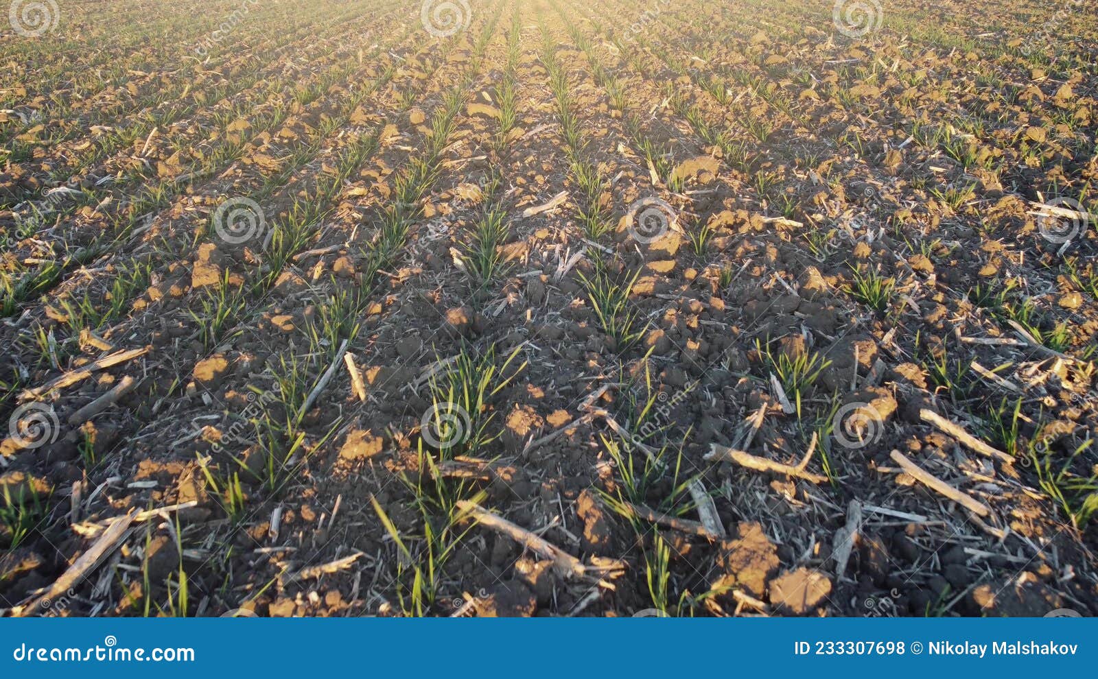 Sprouting Wheat Sprouts in the Field. Morning Inspection of Crops on ...