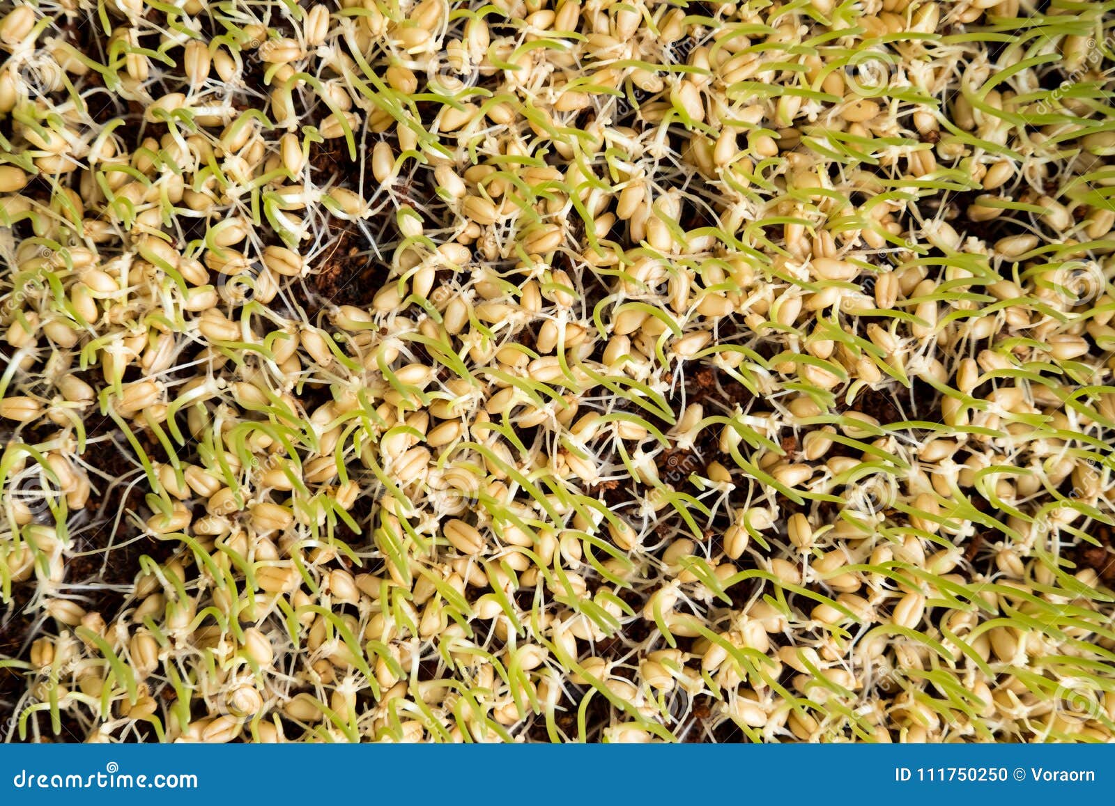 Sprouting Wheat stock photo. Image of rural, life, healthy - 111750250