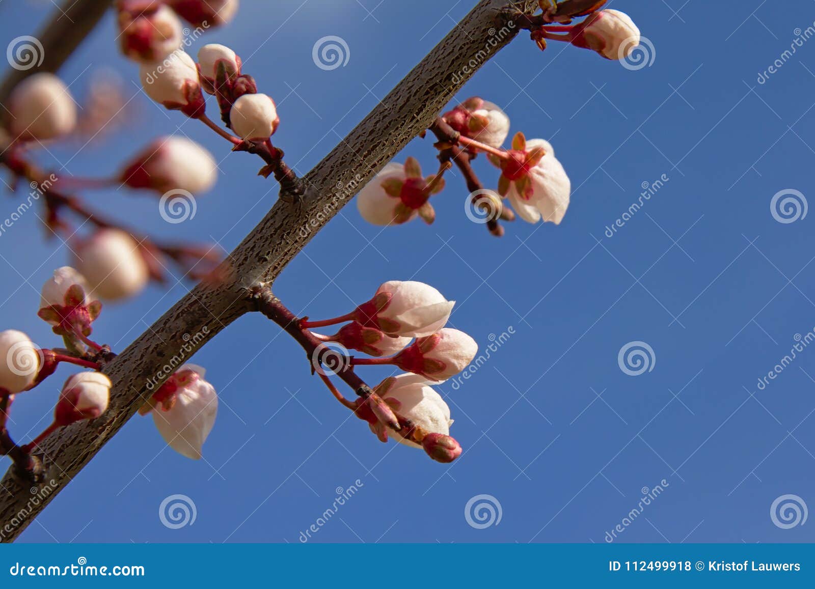 Sprouting White Spring Blossoms, Selective Focus Stock Photo - Image of ...