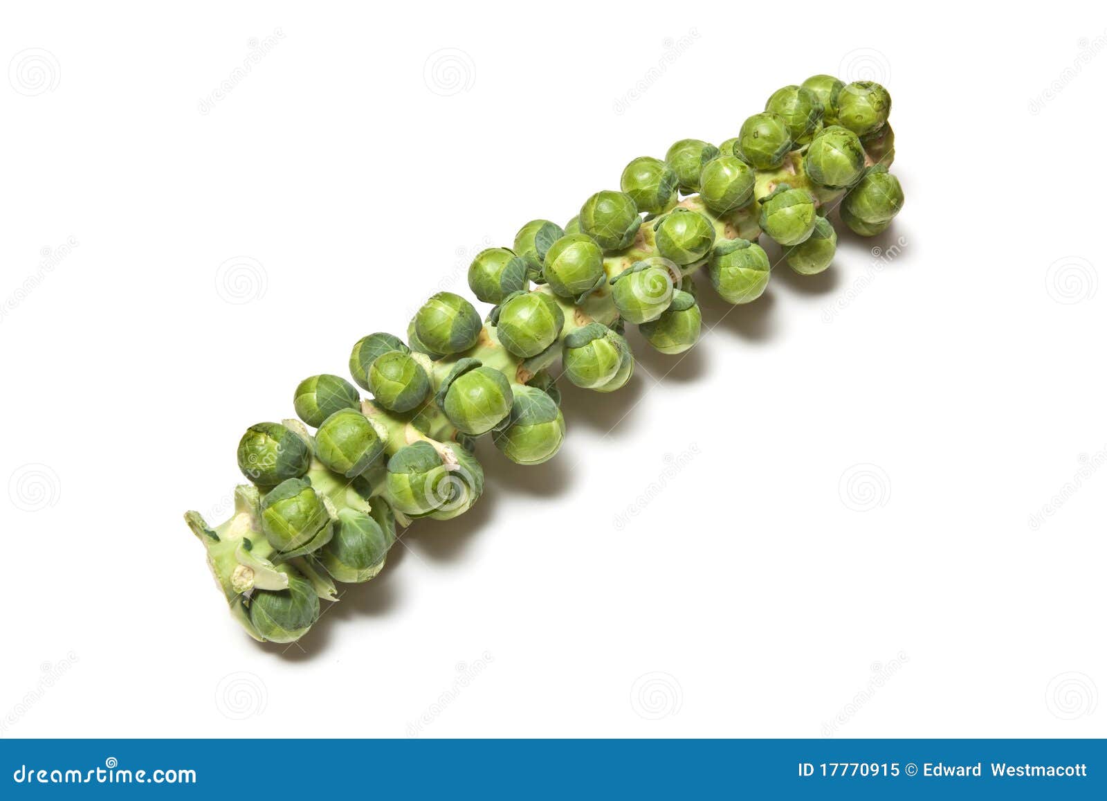 Sprouts stock image. Image of organic, white, studio - 17770915