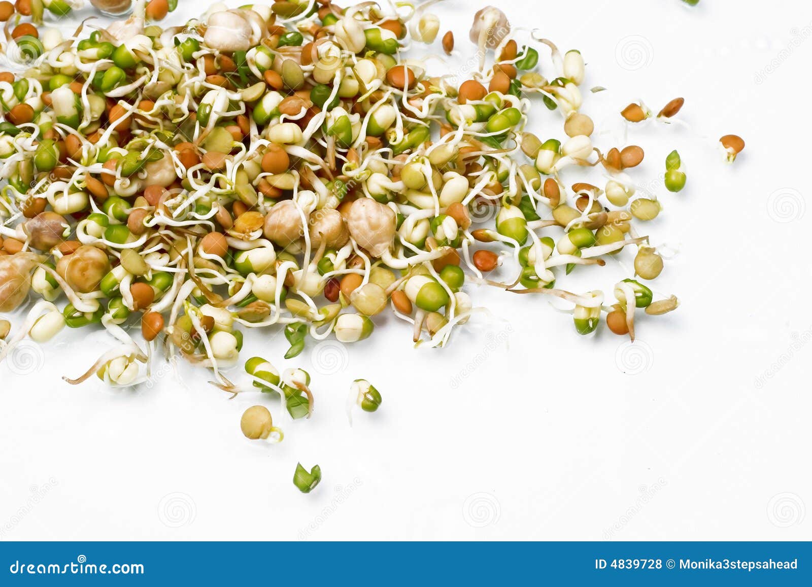 Sprouts stock photo. Image of sprouts, healthy, fresh - 4839728