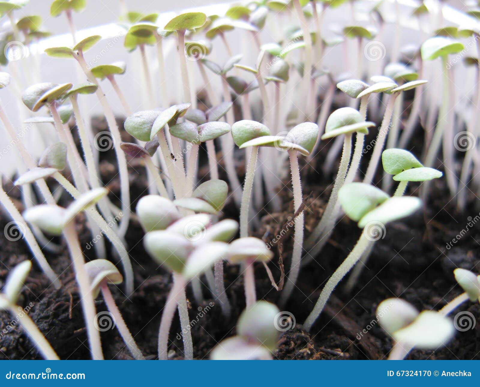 Sprouts of a Basil Grow stock photo. Image of cultivation - 67324170