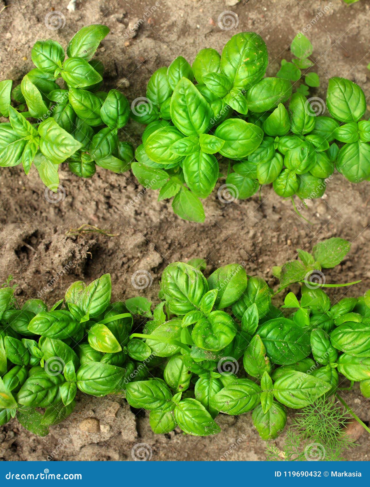 Sprouts of Basil in the Open Field. Stock Photo - Image of landscape ...
