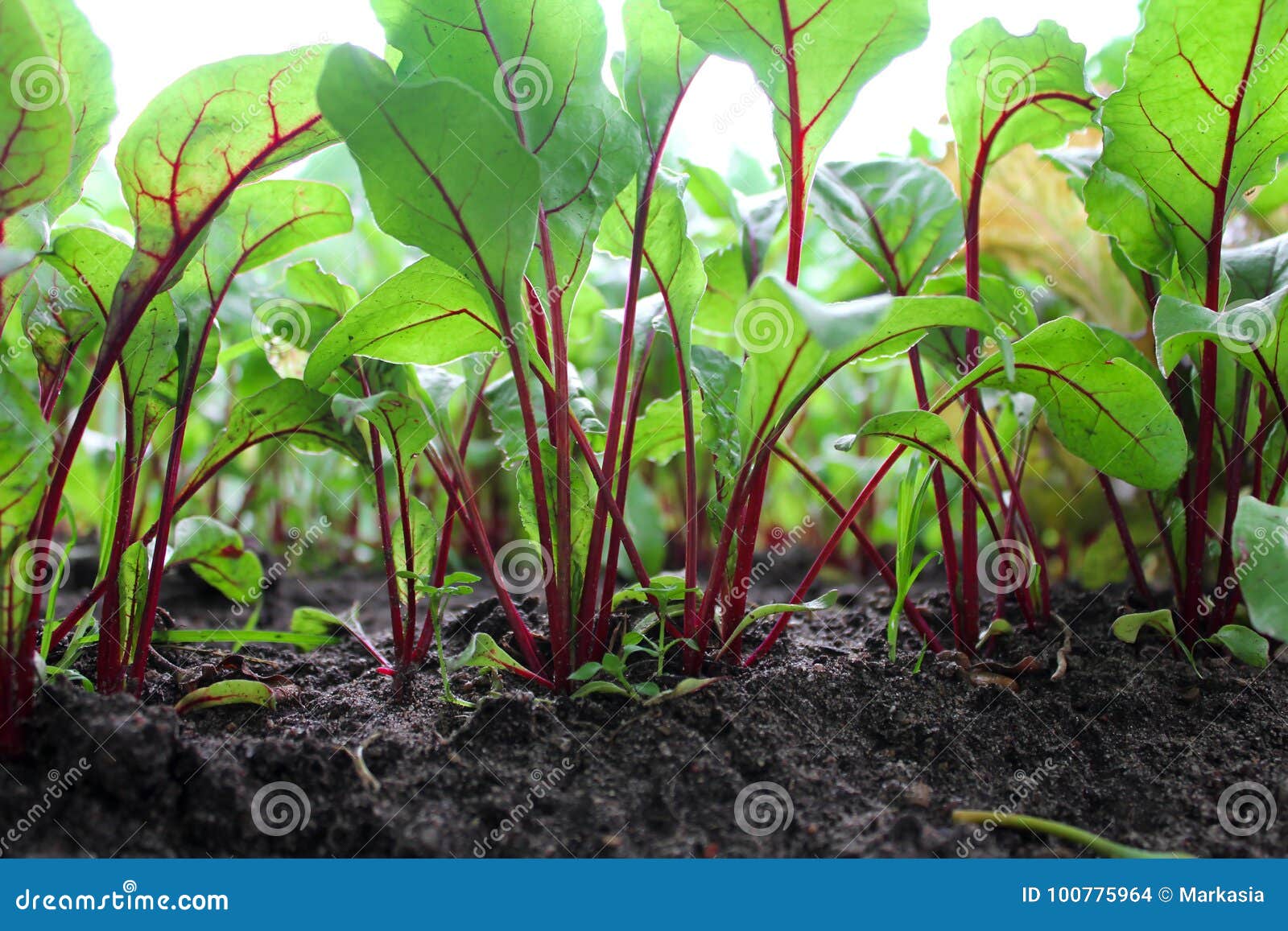 Sprouts Beets in the Ground on the Farm. Stock Photo - Image of gardens ...