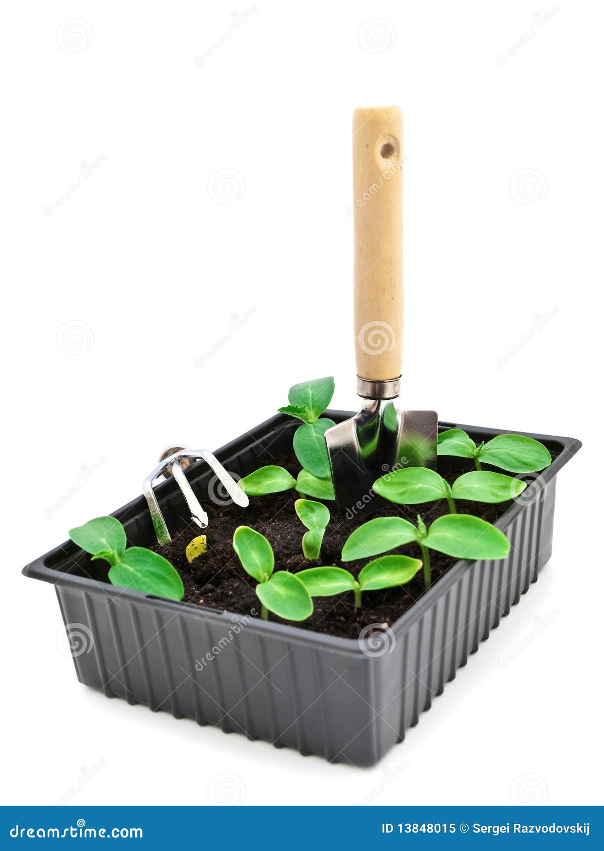 Sprouts in box stock image. Image of houseplant, life - 13848015