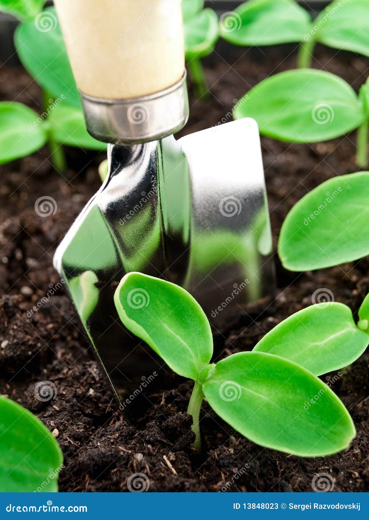 Sprouts in box stock image. Image of growing, plant, botany - 13848023