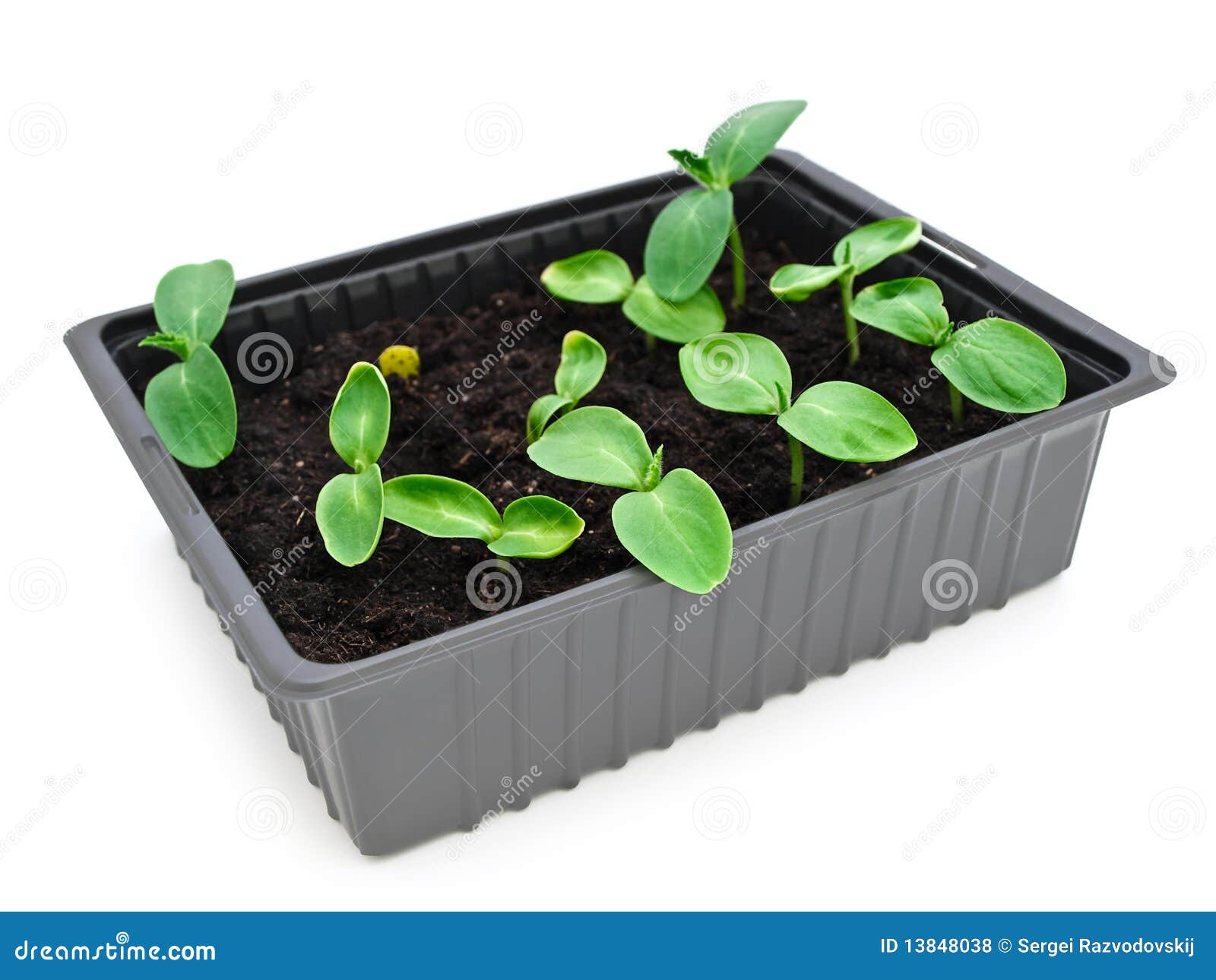 Sprouts in box stock photo. Image of life, gardening - 13848038